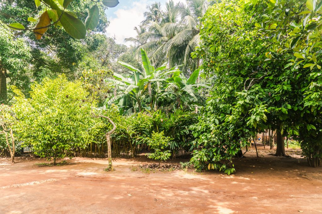 Zanzibar Spice Tour 2026 | Complete Guide And Best Prices